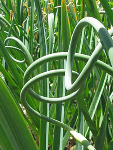 Garlic Scapes - Hood River Garlic