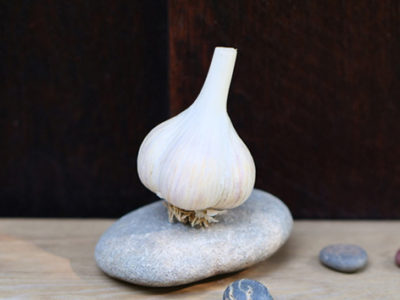 Hardnecks Garlic | Hood River Garlic | Thrives in Cold Climates