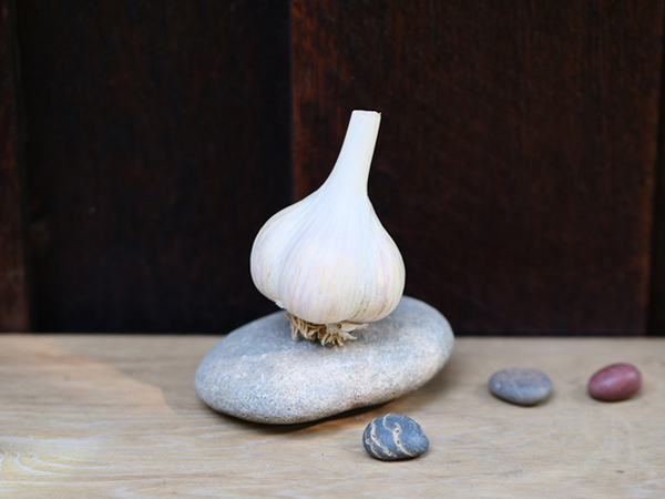 Zemo - Hood River Garlic