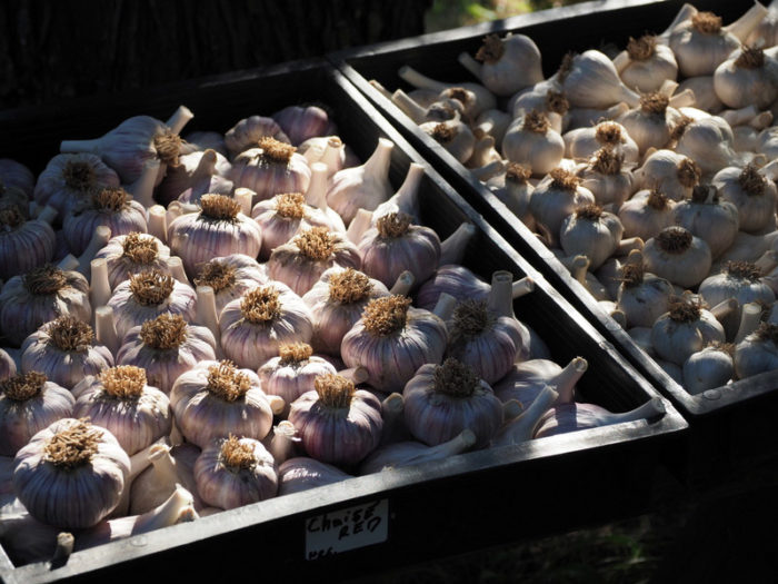 Ordering Garlic | Hood River Garlic | Order From Our Website